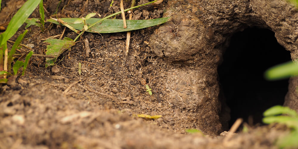 How to prevent rats from taking up residence on your property | Wilson ...