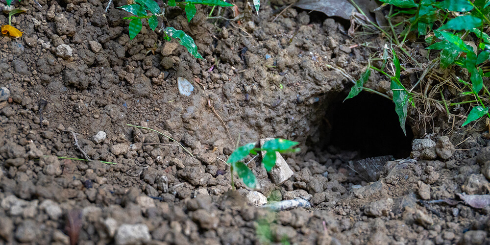 How to prevent rats from taking up residence on your property | Wilson ...