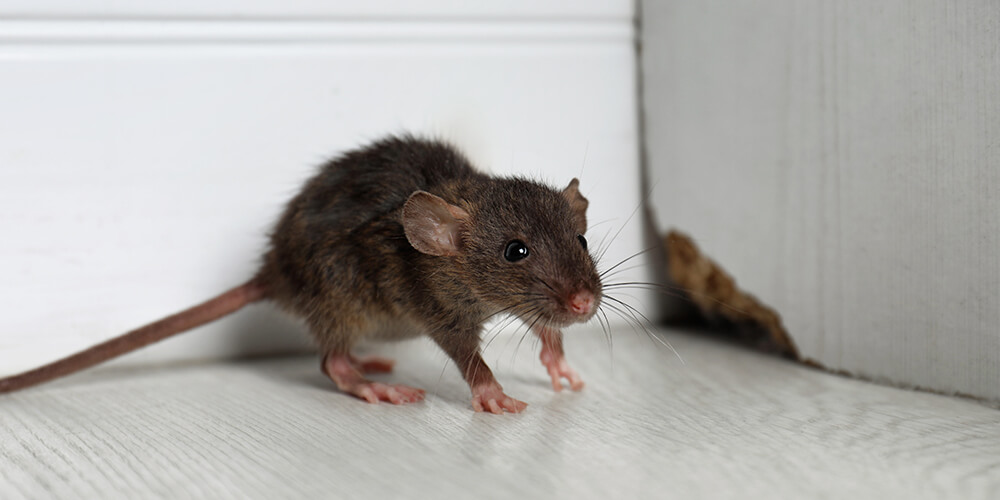 How to prevent rats from taking up residence on your property | Wilson ...