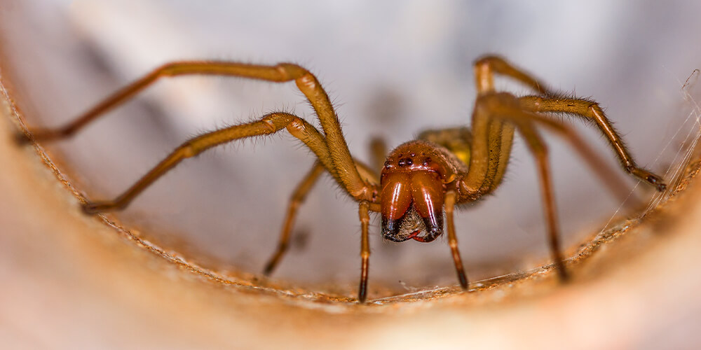 How do you get rid of spiders in your house? | Wilson Control