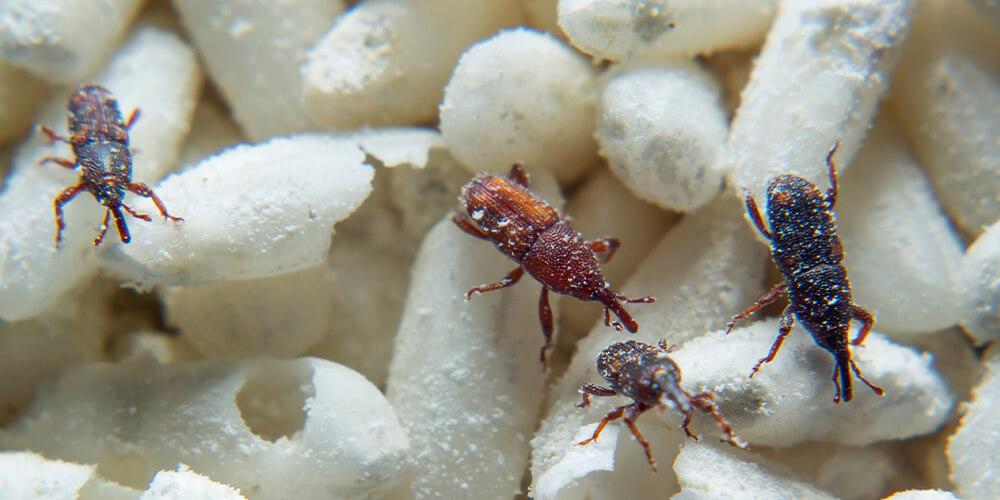 How to Get Rid of Rice Weevils Permanently