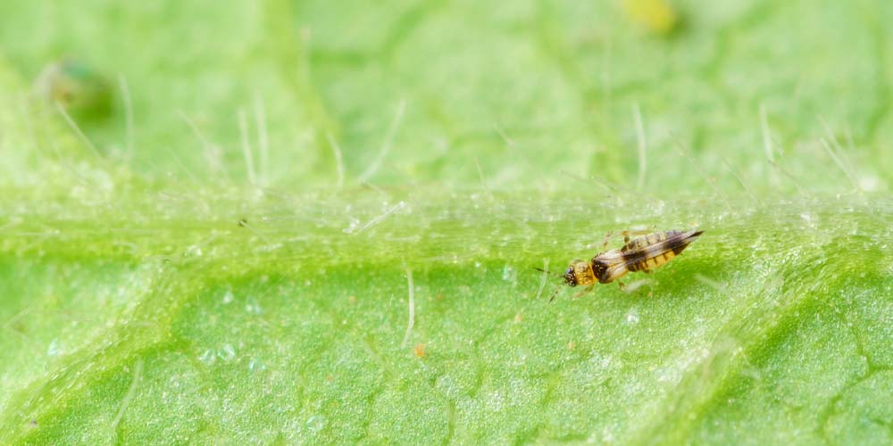 Top 8 list of lawn and garden pests | Wilson Control